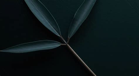 Biogenic Carbon → Fundamentals