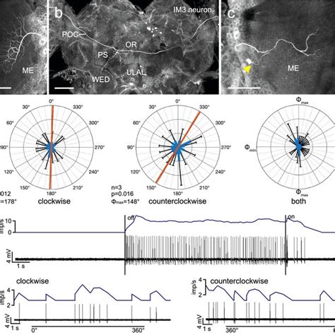 Morphology And Physiology Of A Pi26 Descending Neuron Of The Brain