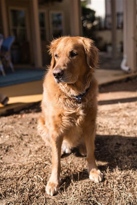 Golden Retriever In The Sun Stock Image Image Of Grass Nature 267353529