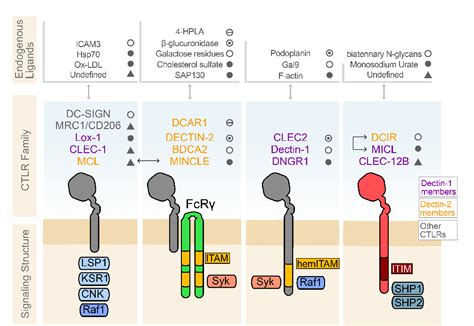 Figure 2 From The Diverse Roles Of C Type Lectin Like Receptors In Immunity Semantic Scholar