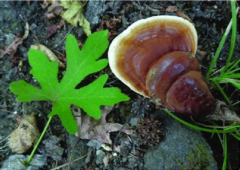 Ganoderma Lucidum Curtis P Karst Download Scientific Diagram