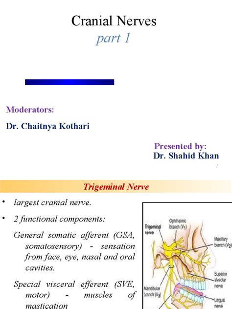 Pdf Trigeminal Nerve By Dr Shahid Dokumen Tips