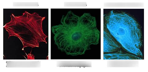 Cytoskeleton Components Diagram Quizlet