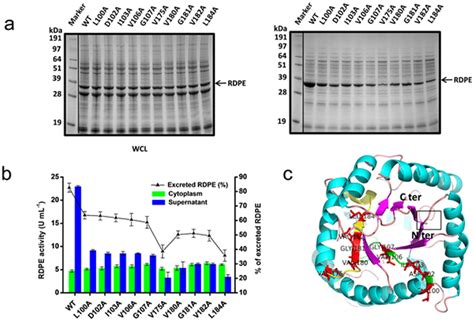 Effect Of Hydrophobic Amino Acids In The Hydrophobic Domains On The
