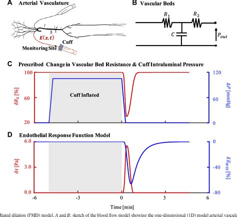 figure 1 from an in silico simulation of flow mediated dilation reveals