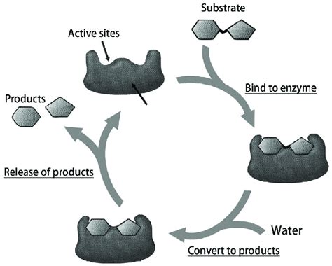 Catalytic Enzyme Cycle