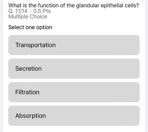 Solved What Is The Function Of The Glandular Epithelial