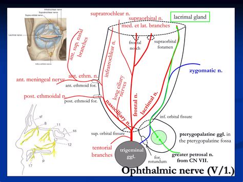 Trigeminal Nerveppt