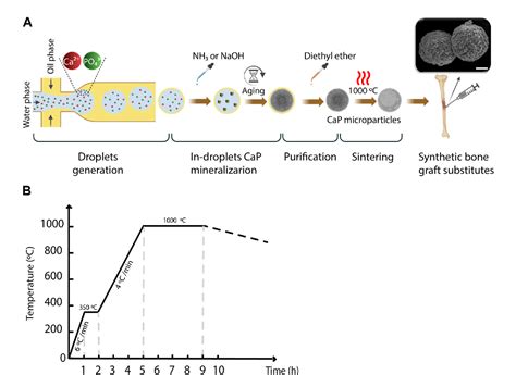 Figure 1 From Optimization Of A Tunable Process For Rapid Production Of