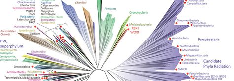 Tree Of Life Redesigned To Reflect Thousands Of New Species