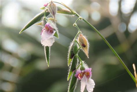 산이정원 식물도감