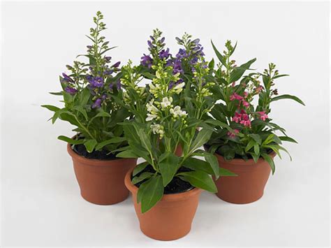 Penstemon Barbatus Pinacolada Mixed