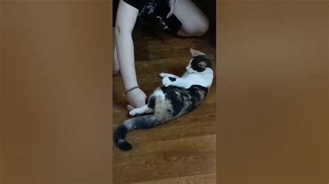 Кошкова карусель #всегопонемногу #котики #кошка #кошки #приколы - YouTube