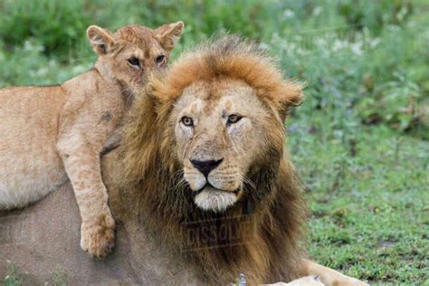 Female Cub Lies On Top Of Her Resting Father An Adult Male Lion Both Looking Near The Camera