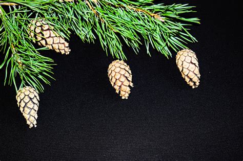 크리스마스 장식 전나무 가지 소나무 콘 크리스마스 트리 클로즈업의 분기의 원뿔 크리스마스 트리입니다 축제 분위기입니다 멋진 마법의 하루입니다 0명에 대한 스톡 사진 및 기타