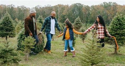 Real Christmas Trees Available At Number Of Local Farms Metro Voice News