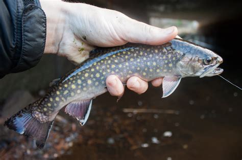 Trout Stream Day Dreams A Guest Post On Orvis News