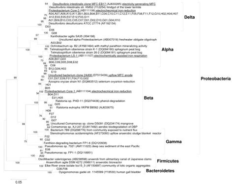 Phylogenetic Tree Of Mfc Anode Consortium Enriched Using Fermentation