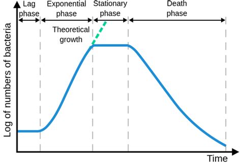 Exponential Growth Bacteria