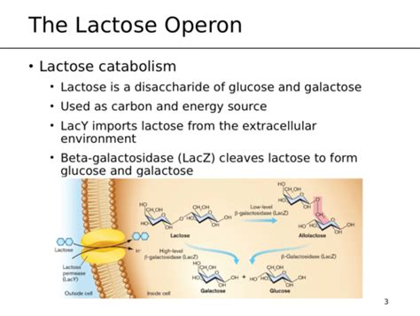 Biol 315 Lecture 13 Exam 2 Flashcards Quizlet