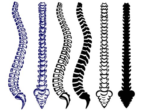 Unlocking The World Of Spine Clip Art A Comprehensive Guide