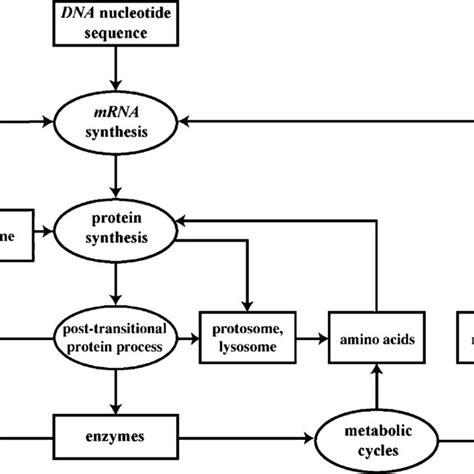 Partial Schematic Karyote Flowchart Showing How Dna Nucleotide Sequence Download Scientific