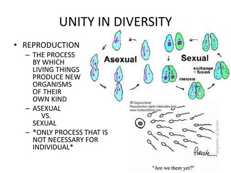 PPT CHAPTER UNITY IN DIVERSITY PowerPoint Presentation Free Download ID