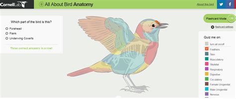 Male Bird Anatomy Dense Sampling Of Bird Diversity Increases Power Of