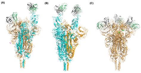 Ijms Free Full Text Distinct Conformations Of Sars Cov 2 Omicron Spike Protein And Its