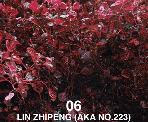 Lin Zhipeng Fanzine Saint Laurent Rive Droite