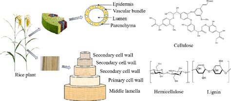 Microstructures Of Straw Fibers And Chemical Structure Of Cellulose