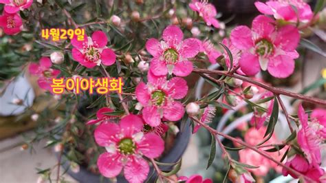 빈돌이일지매붉은조팝수국자화꿩의다리카네이션노지월동식물청하국아주가붓꽃 Youtube