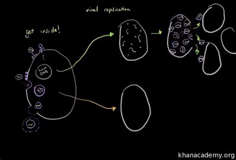 Lysogenic Cycle Animation