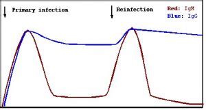 What Is The Difference Between IgG IgM IgA IgE And IgD Pediaa Com