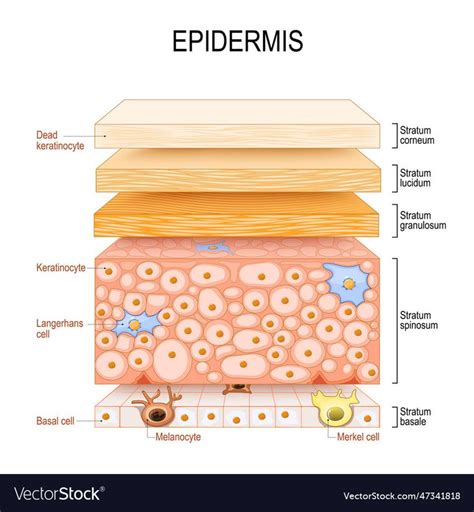 Epidermis Structure Skin Anatomy Vector Image On Vectorstock Skin Anatomy Layers Of The