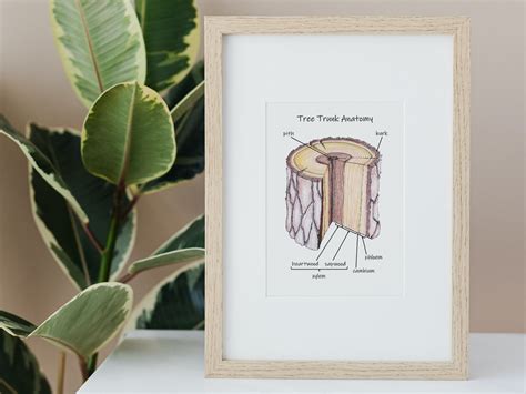 Tree Trunk Anatomy Classroom Poster Homebabe Decor Nature Etsy