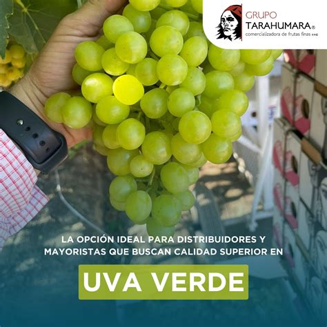 Grupo Tarahumara Comercializadora De Frutas Finas Guadalajara