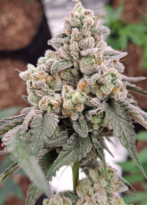 Wedding Crasher X Kush Mints Strain Info Wedding Crasher X Kush