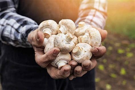 These Different Types Of Mushrooms Are Edible Varieties