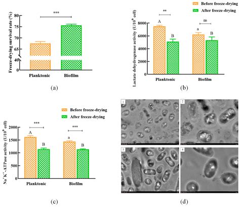 Phenotypic Traits And Probiotic Functions Of Lactiplantibacillus
