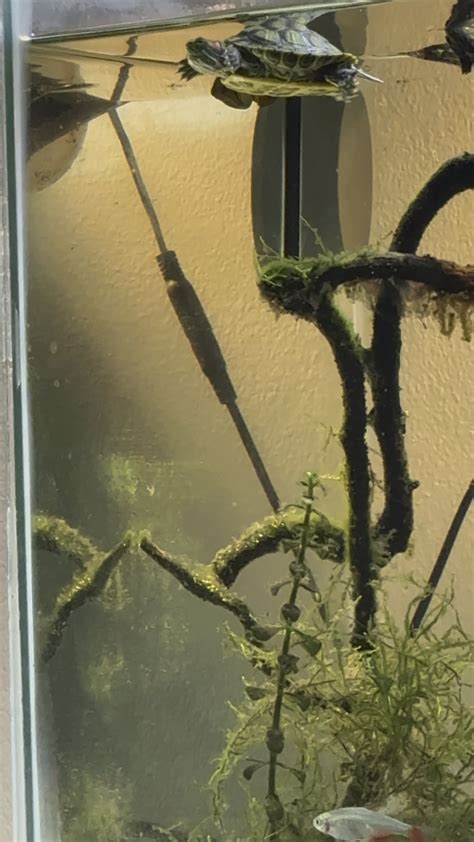 Raphael Aka Ralph 🐢 Rturtles