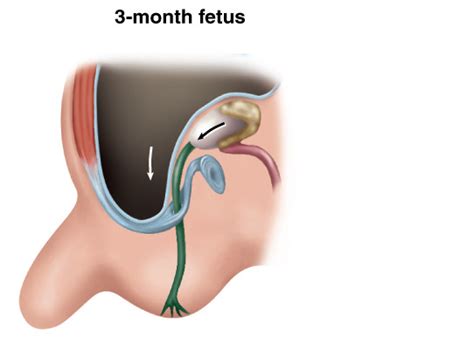 Descent Of Testis Diagram Quizlet