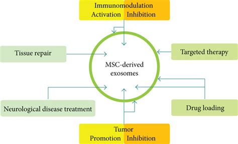 The Main Functions Of MSC Derived Exosomes The External Bilayer Green