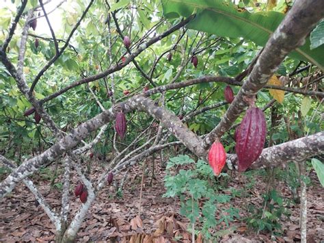 Premium Photo A Fertile Cocoa Theobroma Cacao Garden With Quite A Lot Of Fruit
