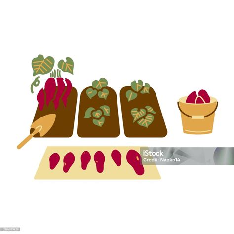 Illustration Of Sweet Potato Field Stock Illustration Download Image