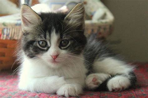 Sweet Little Kitten Photograph By Anita Hiltz Fine Art America