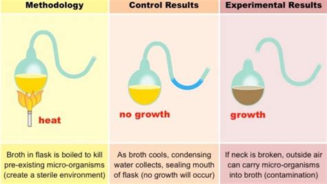 Spontaneous Generation Definition Experiments Importance Biology Notes Online