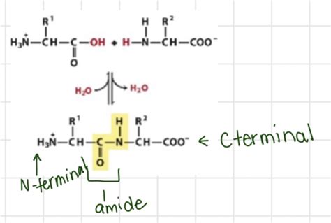 Biochem Exam 2 Flashcards Quizlet
