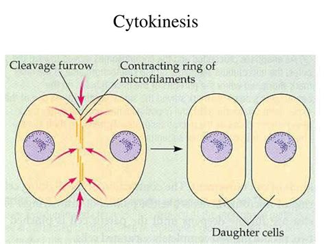 Mitosis Cell Division Ppt Download