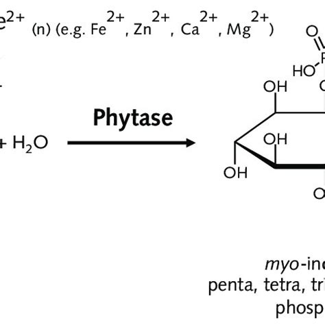 Enzymatic Phytate Myo Inositol Hexaphosphate Hydrolysis Download